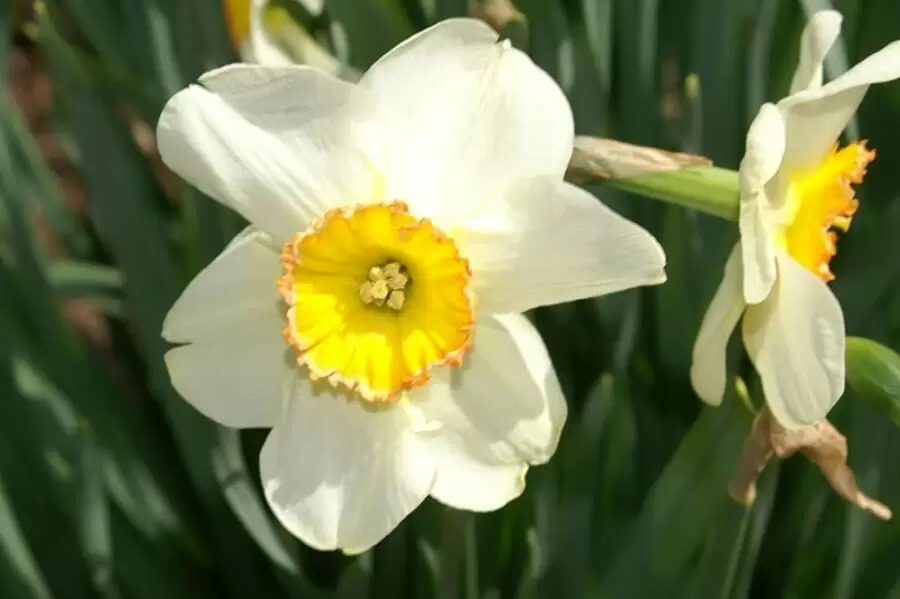 Ghid de ingrijire a Narciselor