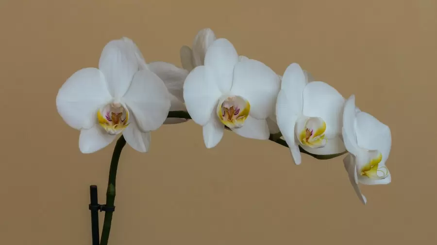 Orhideea Phalaenopsis - Ingrijirea si cresterea plantei in ghiveci